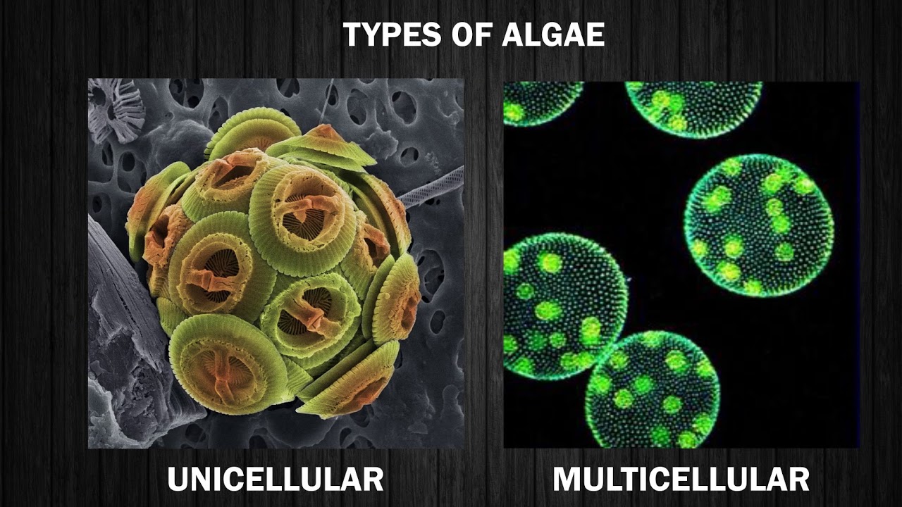 Feature and Types of Algae - YouTube