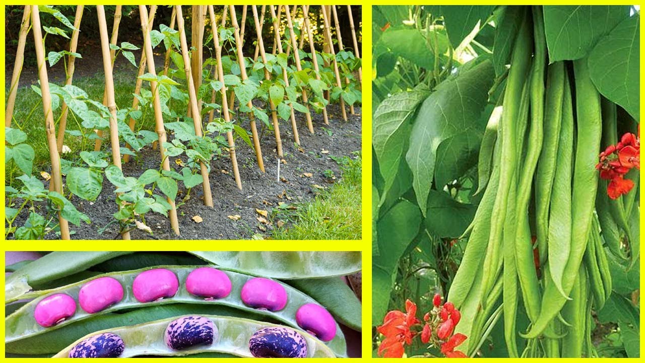 Grow Runner Bean from Seeds | Seed Propagation | बीज से रनर बीन (सीम ...