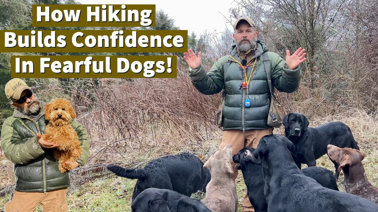 How Hiking Helps A Goldendoodle Overcome Fear, Anxiety, and Aggression ...