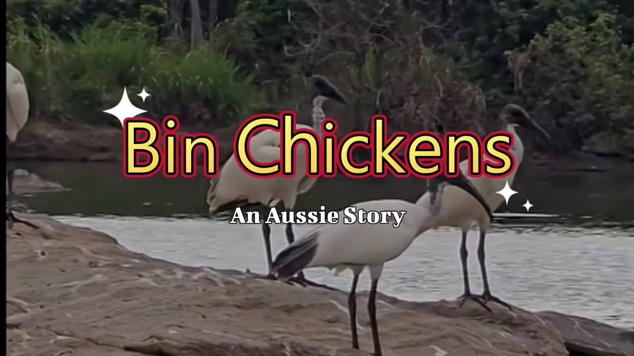 Bin Chickens [21-V -25] - YouTube