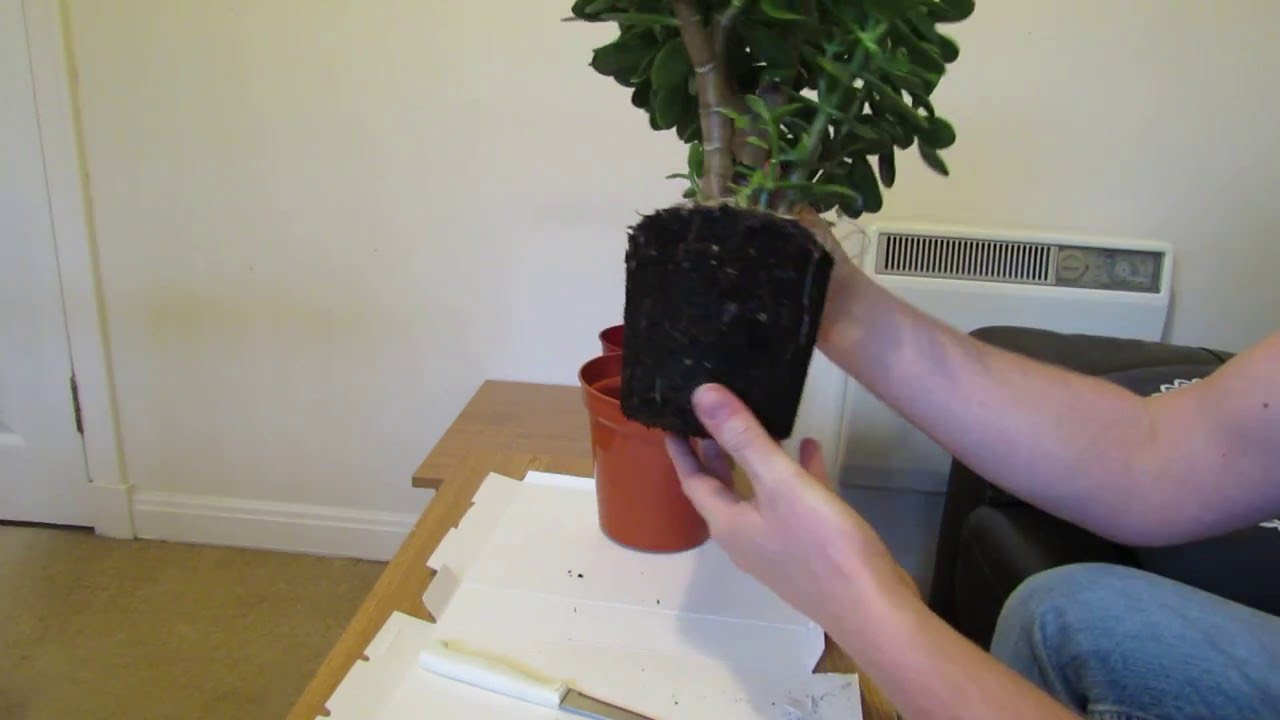 Refreshing house plant compost. - YouTube