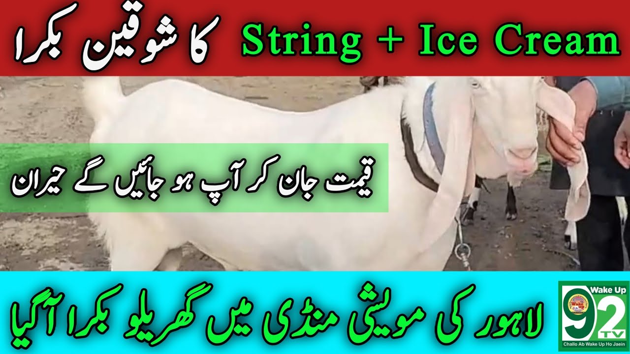 Meet Wonder Bakra Who Drinks String and Eat Ice Cream | Bakra Eid ...