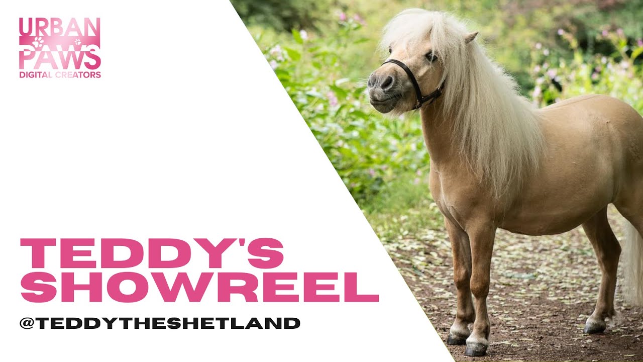 Teddy - @teddytheshetland - Showreel - YouTube