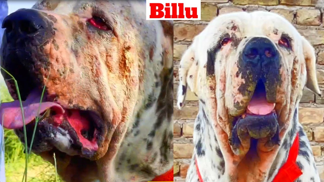 Indian Mastiff Bully Kutta l Billu l Dog In India l Dog Video In Hindi ...