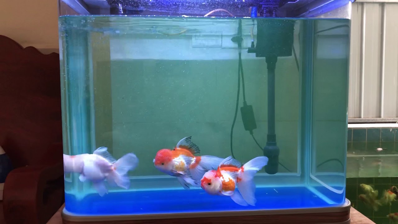 Video 11 - Oranda is about fin and tail - YouTube