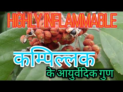 Kampillak | कम्पिल्लक के फायदे जाने और पेड़ को पहचाने | आयुर्वेदिक गुणो ...