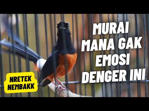 MURAI BATU GACOR FULL ISIAN TEMBAKAN KASAR KRETEKAN KERAS SANGAT AMPUH MEMANCING MURAI BATU EMOSI