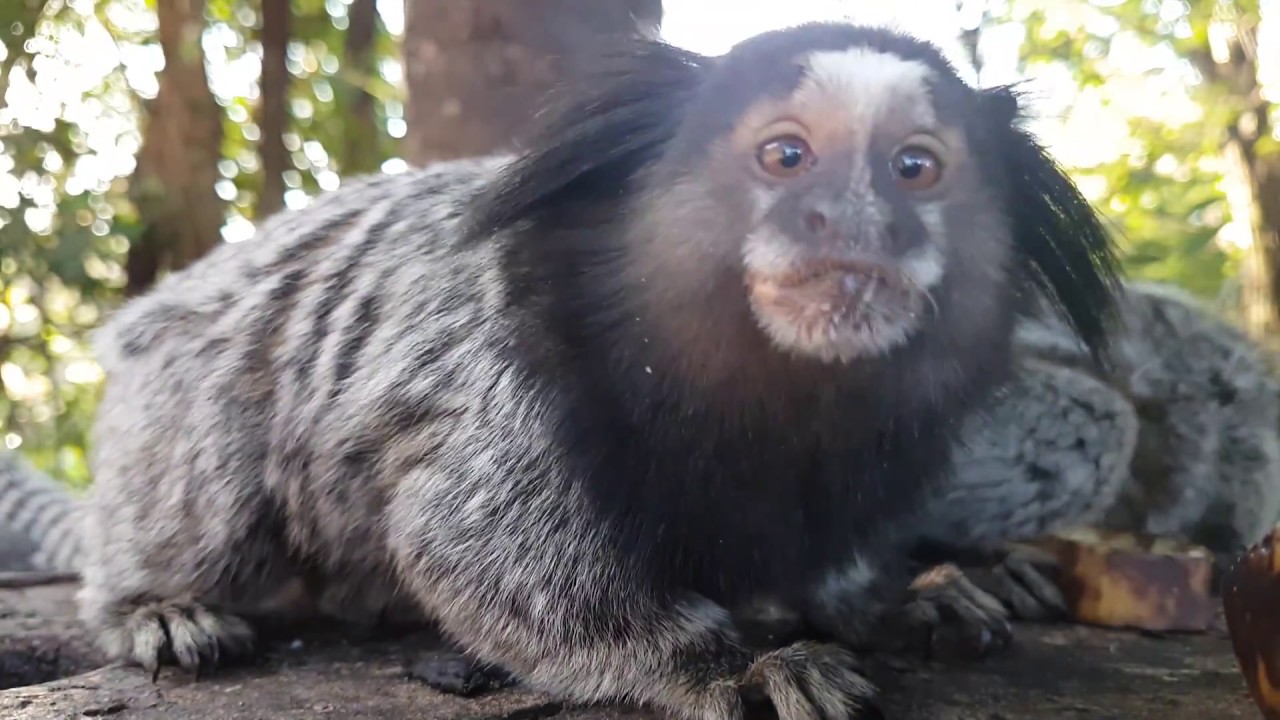 Macaco Sagui comendo banana - YouTube