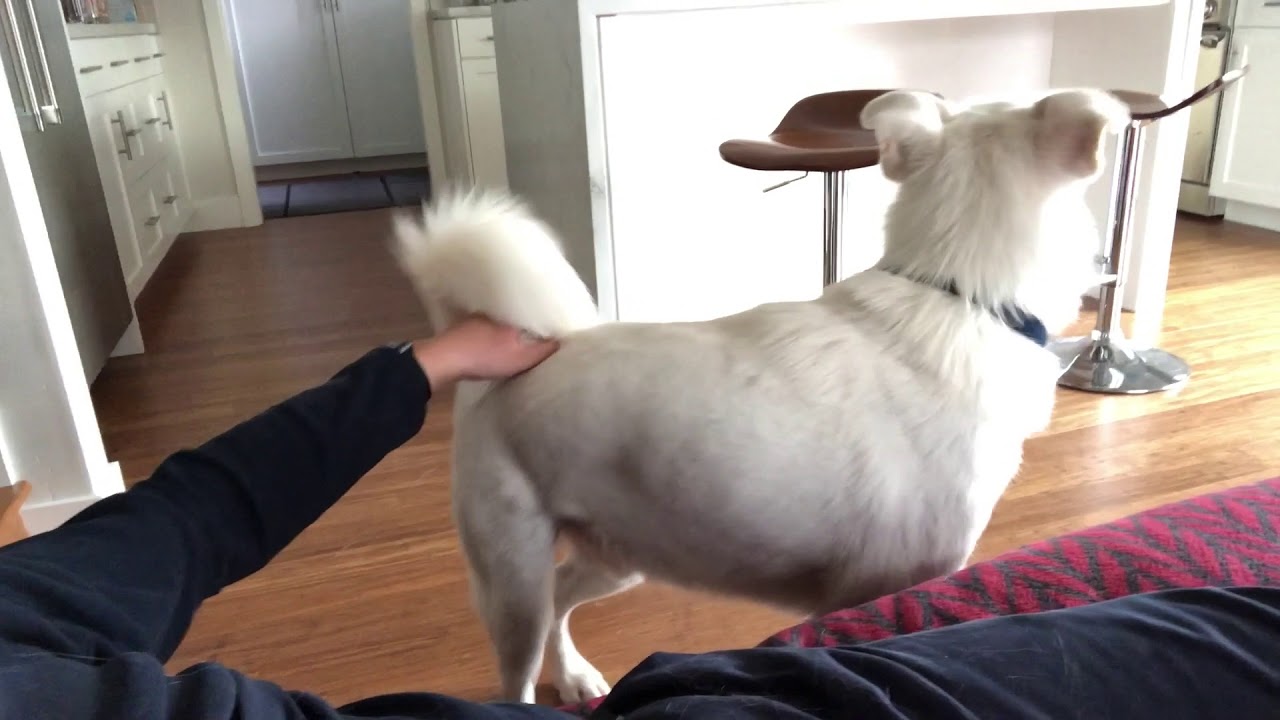 Why Do Dogs Like Their Butt Scratched Updated January 2023 Wikidoggia why-do-dogs-like-their-butt-scratched-updated-january-2023-wikidoggia