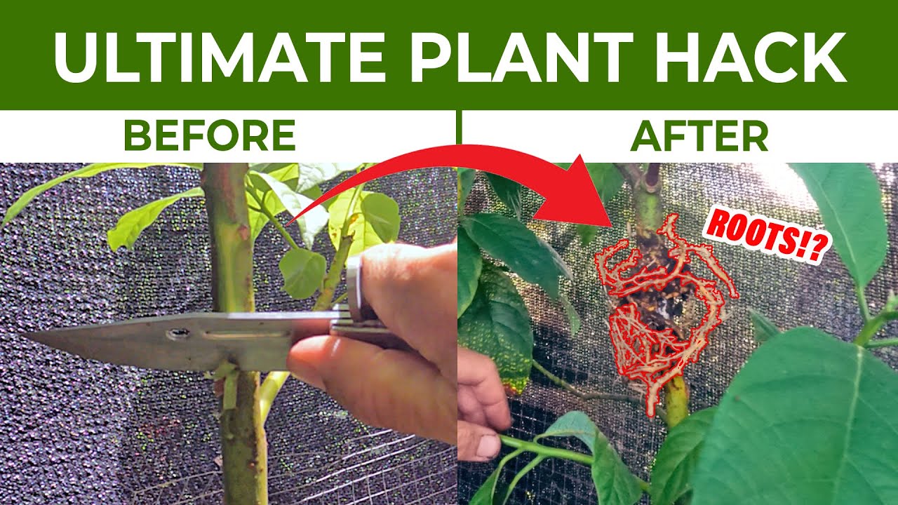 CLONE any FRUIT TREE the EASY WAY | ULTIMATE PLANT HACK - YouTube