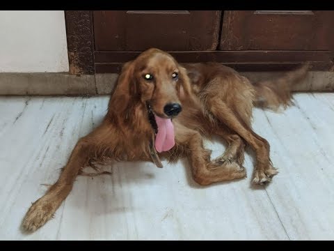 Cute Irish Setter (Cocker Spaniel) Dogs | Funny Video - YouTube