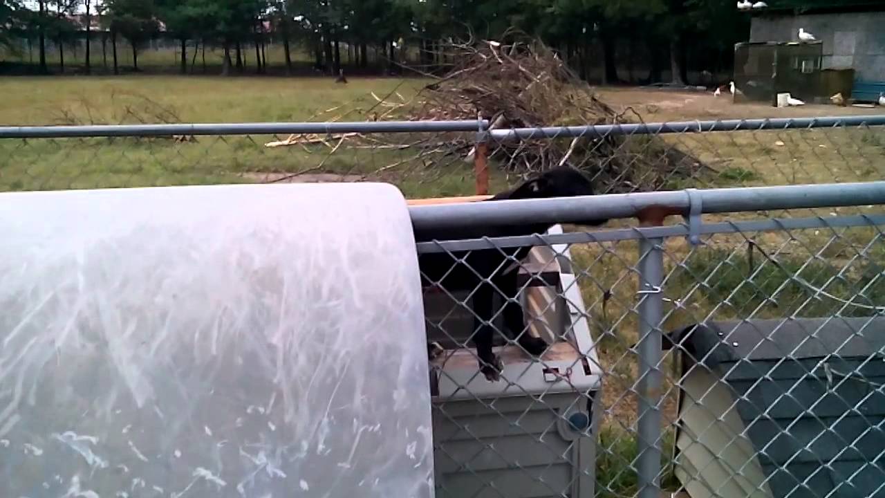 DOG ESCAPES PRISON!!!!! BEST!!!!! Spider dog - YouTube