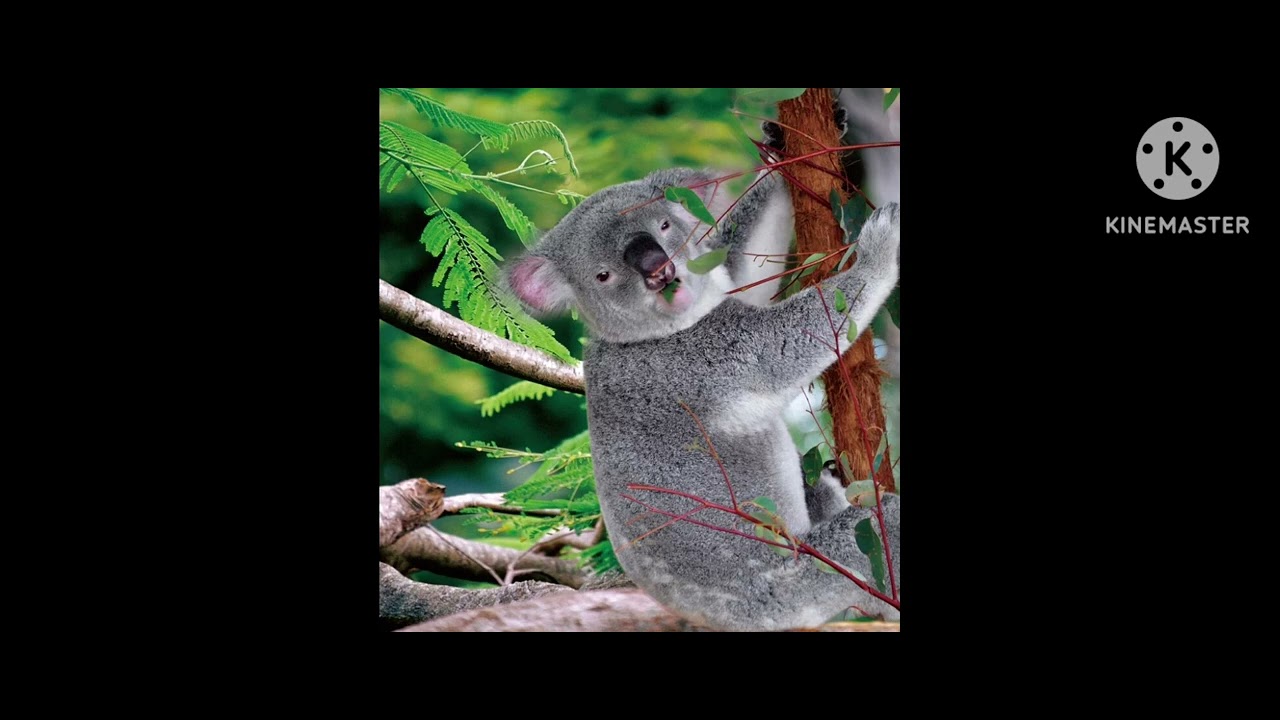 Paula The Koala Song - YouTube