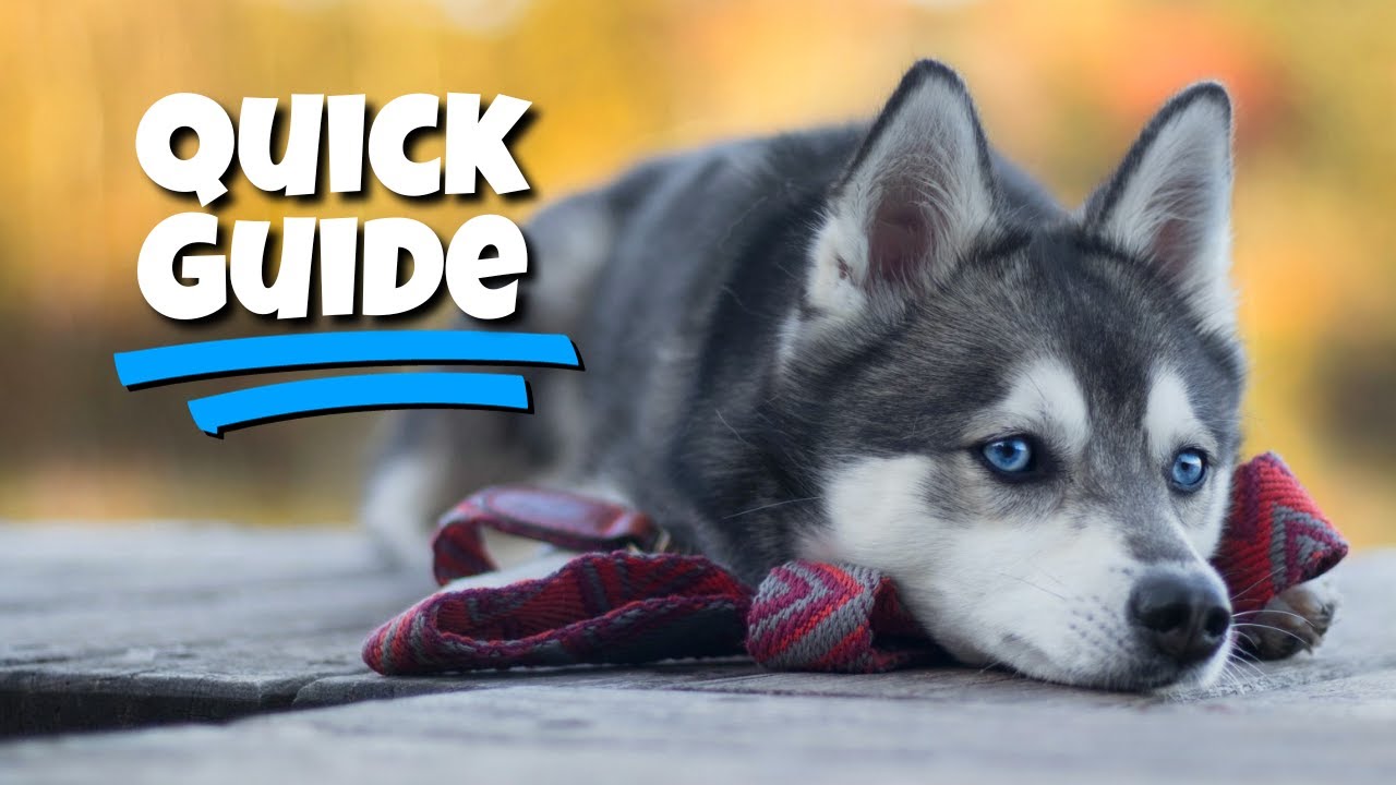 Husky 101 - A Quick Guide to Siberian Huskies (Fun Facts & More!) - YouTube