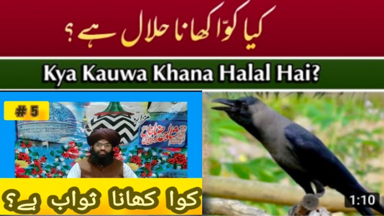 Is eating crow halal or haram in the light of Quran and Sunnah ...