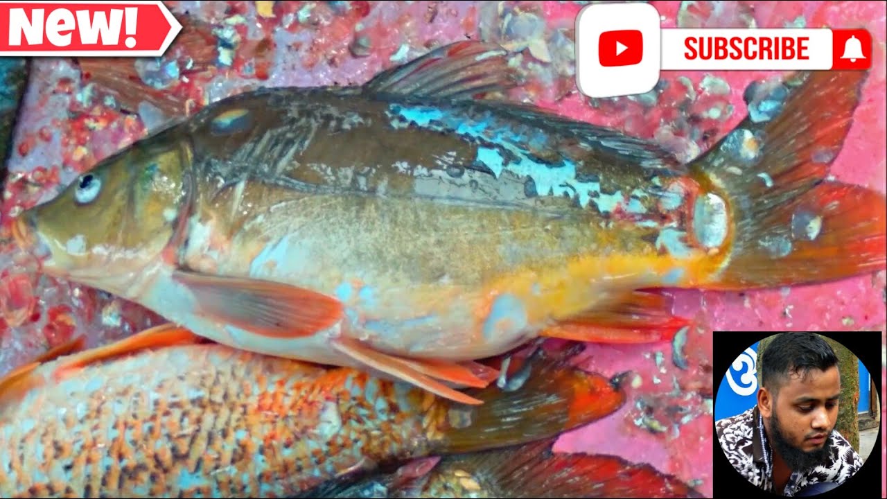 Amazing Carfu Fish Cutting Video | Fish Cutting Bangladesh | Fish ...