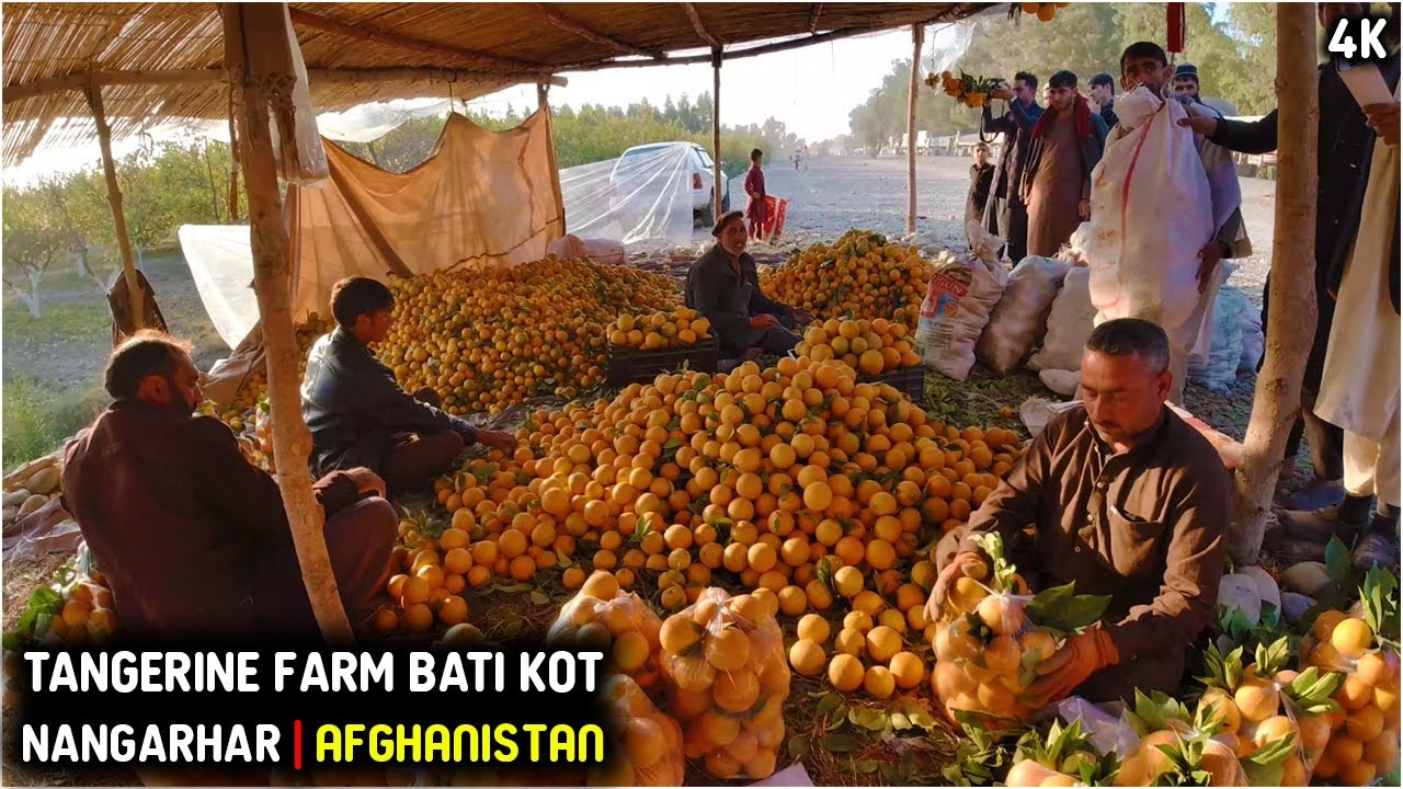 Tangerine farm | Nangarhar | Afghanistan | Bati Kot District | 2020 ...