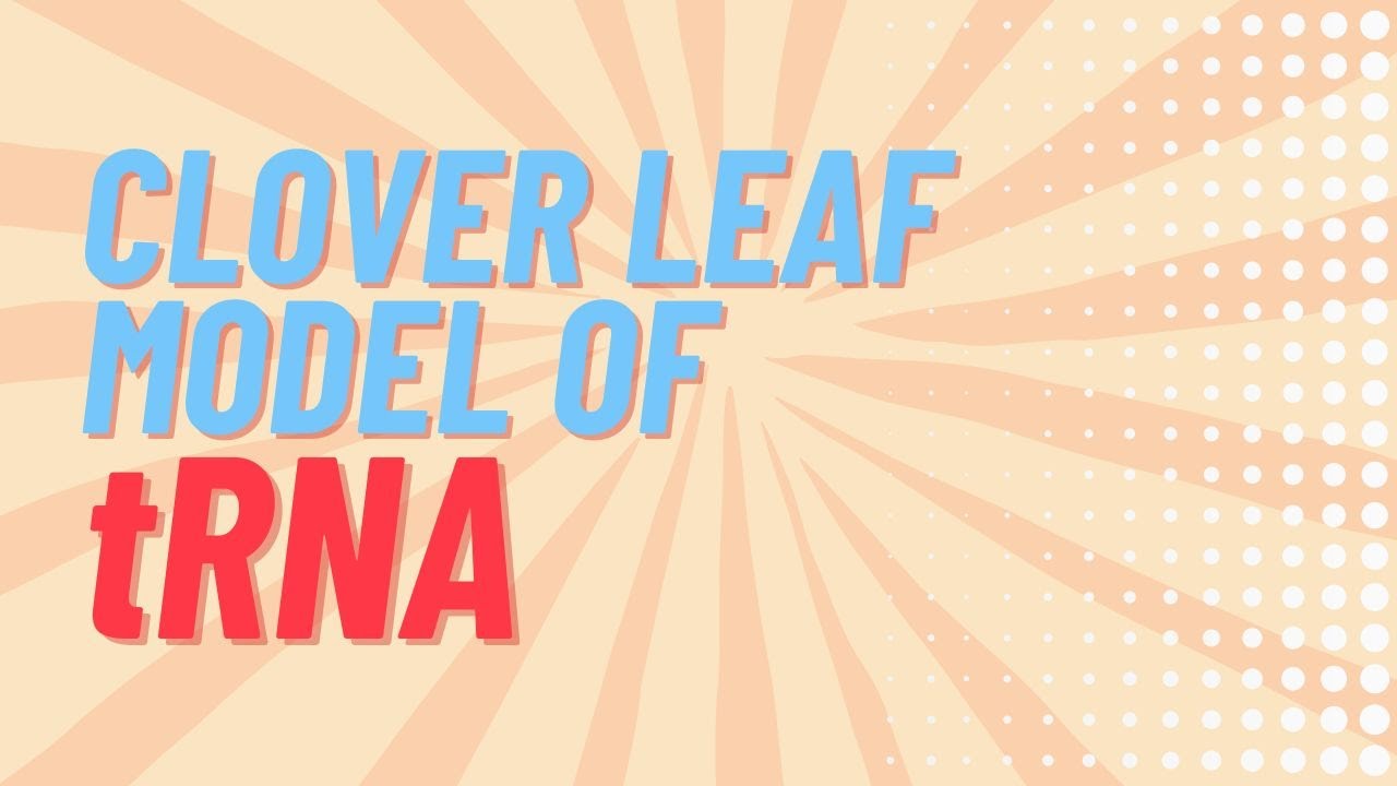 Grade-12 (Biology) Clover Leaf Model of tRNA ရေးဆွဲနည်းလေး လေ့လာကြရအောင ...
