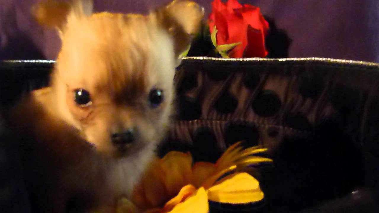 baby chi Litonya 6,5 weeks: 400 grams (13-6-12) 2 - YouTube