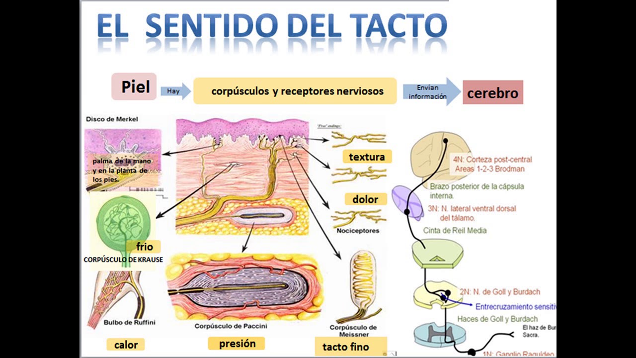 Sentido del Tacto - YouTube