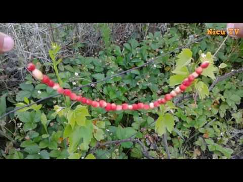 S-au copt fragii salbatici/Amintiri dragi din copilarie (Mai 2018 ...