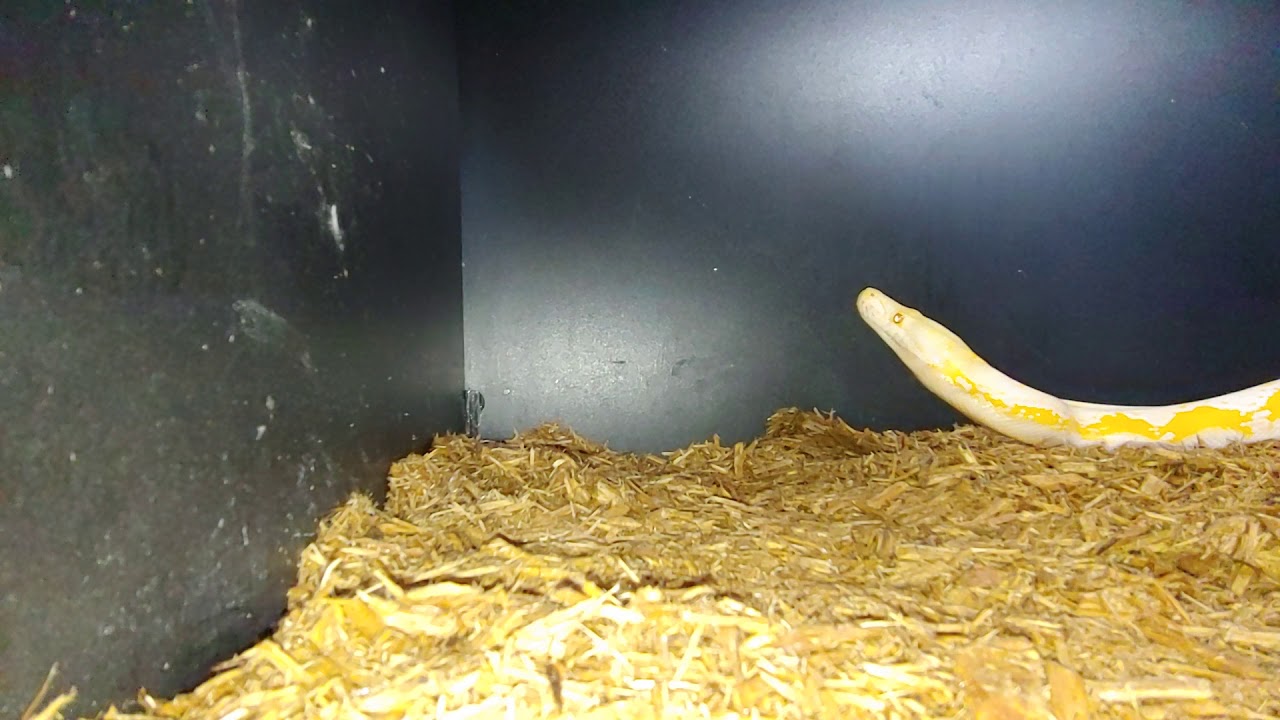 Rapunzel - Reticulated Python first rabbit feeding - YouTube