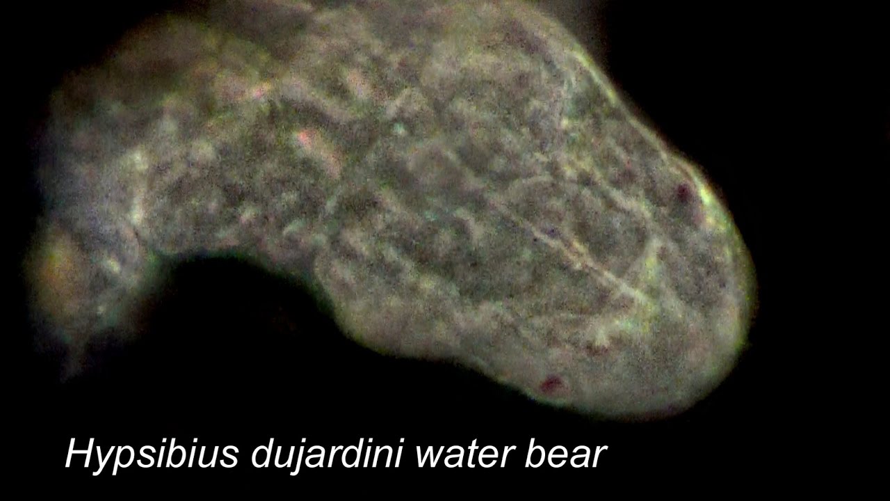 Hypsibius dujardini water bear darkfield - YouTube
