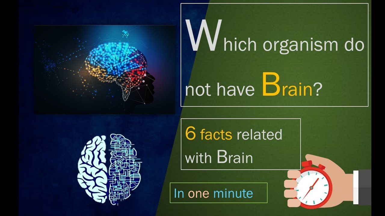 The brain || important fact you must know🔥🔥 - YouTube