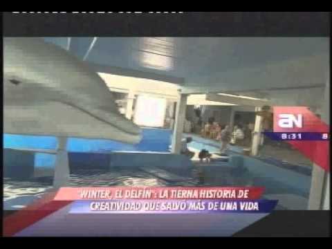 DOLPHIN TALE - WINTER EL DELFIN : DETALLES - YouTube