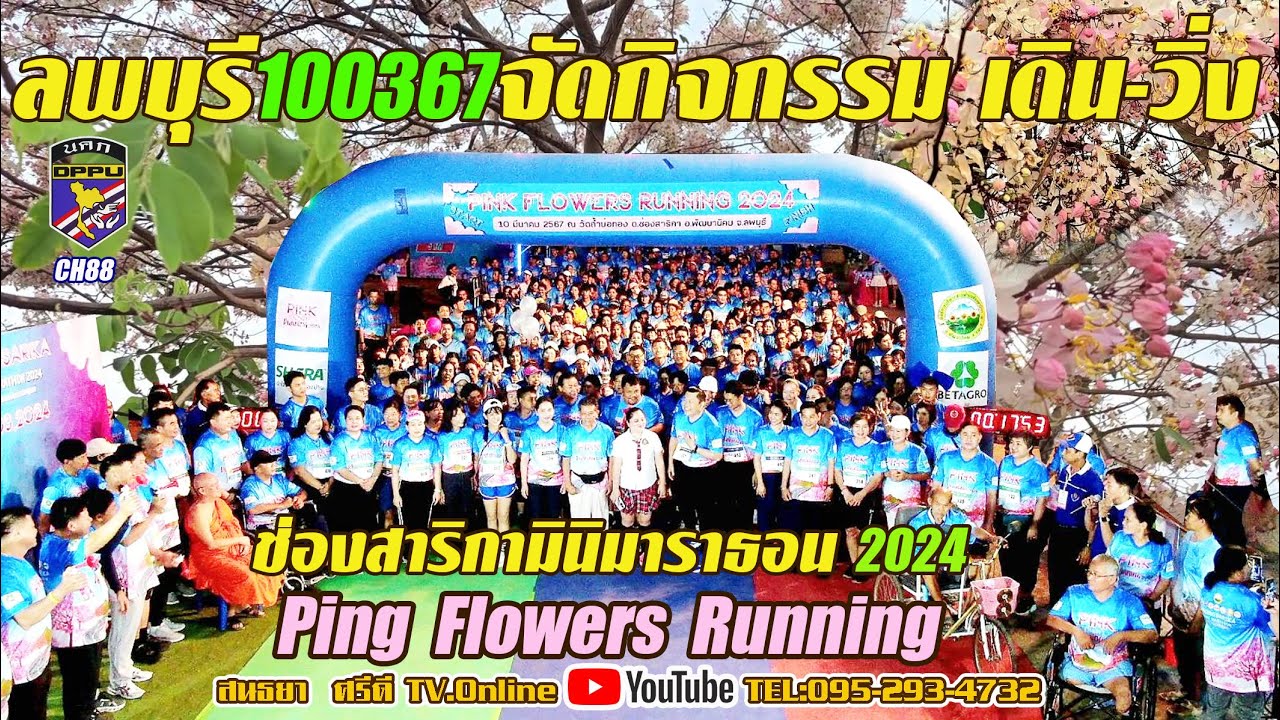 ลพบุรี100367จัดกิจกรรม เดิน วิ่ง ชมดอกกัลปพฤกษ์ Ping Flowers Running ต ...