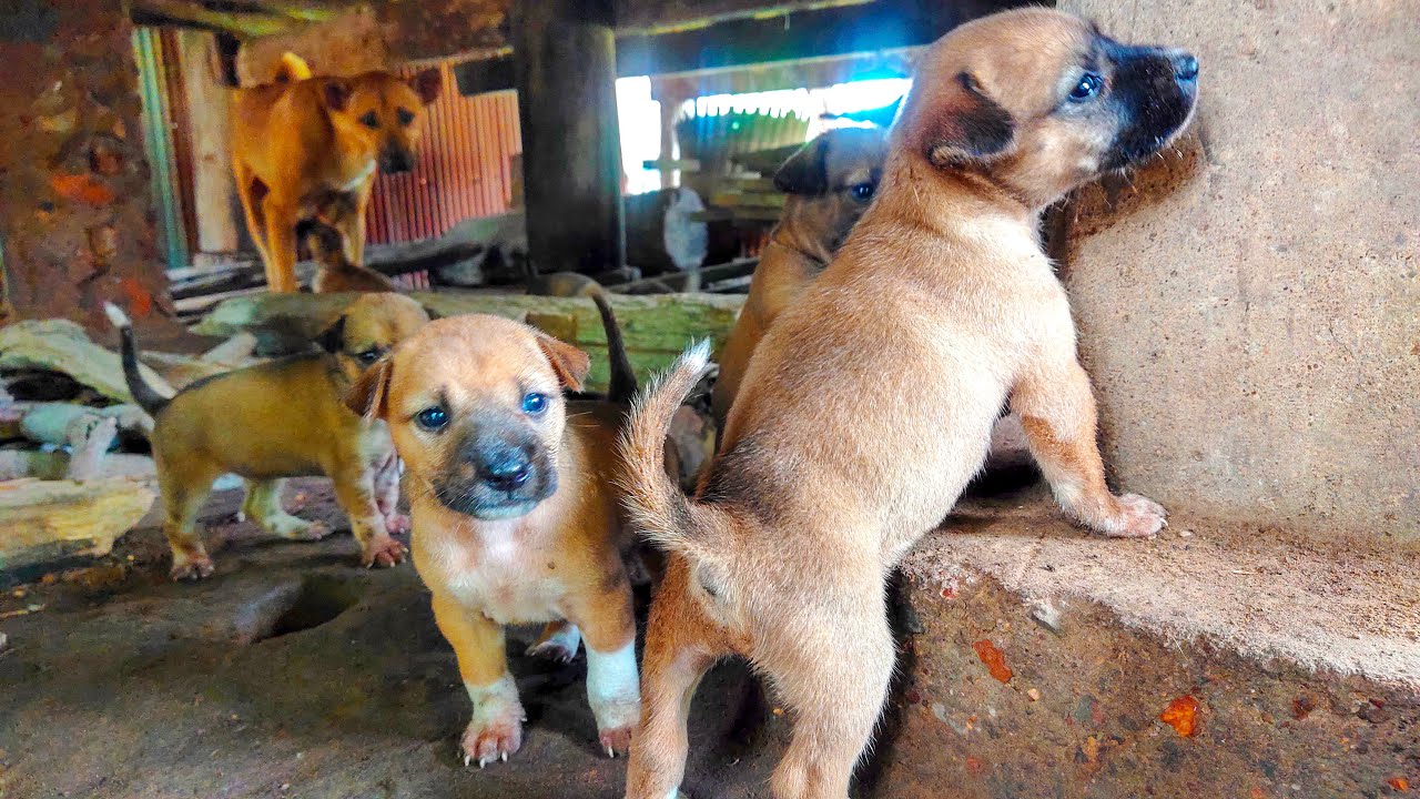 Visiting Poor Little Puppies in Morning So Lovely 😘😘😘 - YouTube