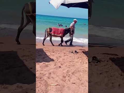 #short #shorts #ytshorts #viral #viralvideo #sarini #maroc #algerie #iraq #series #اكسبلور #