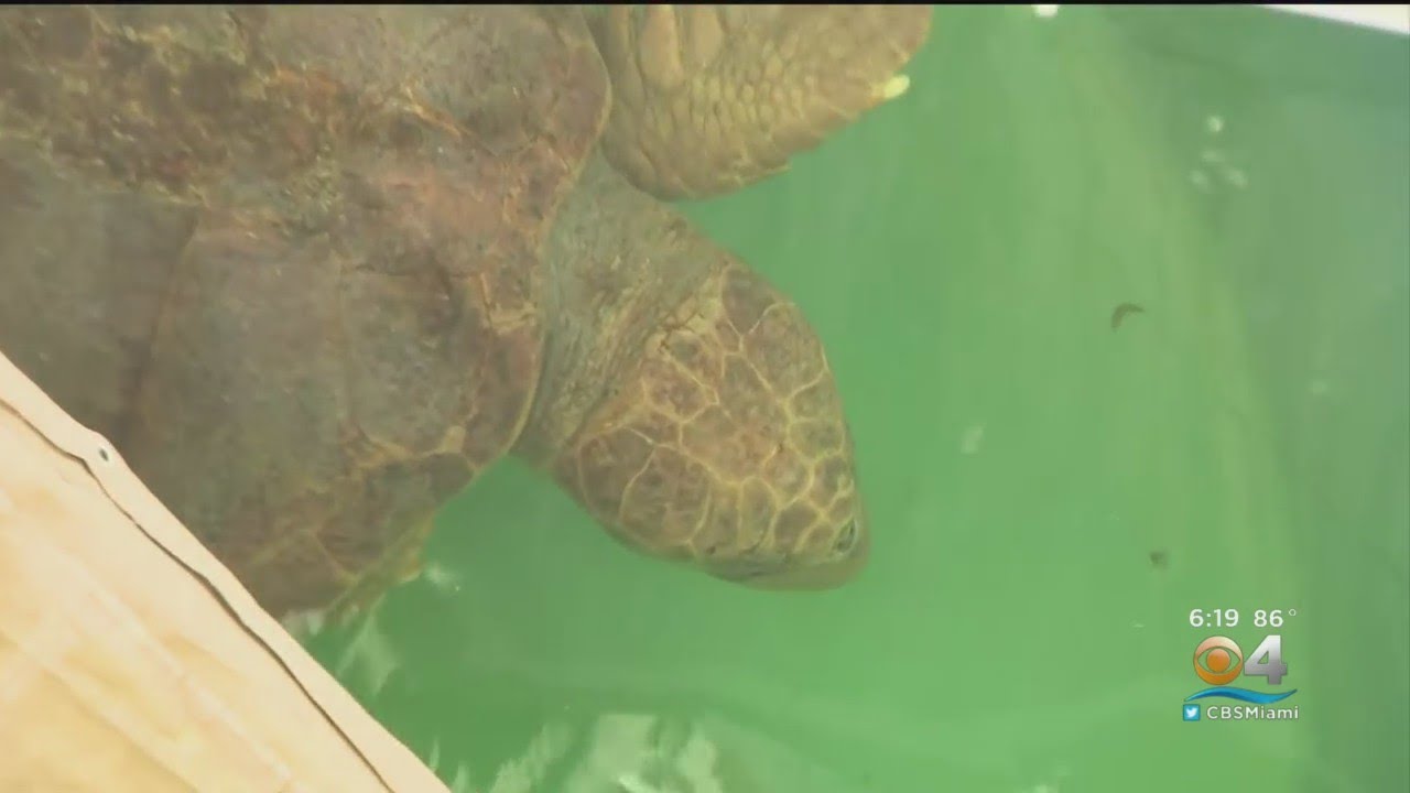 Inside Zoo Miami's new Sea Turtle Hospital - YouTube