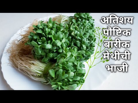 बारीक मेथीची भाजी | Barik methichi bhaji | समुद्र मेथीची भाजी | Baby ...