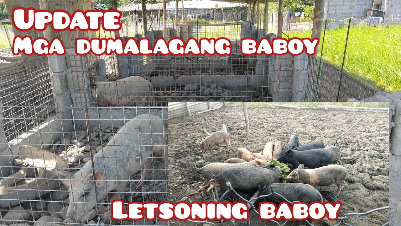 UPDATE SA MGA DUMALAGANG BABOY AT LETSONIN - YouTube
