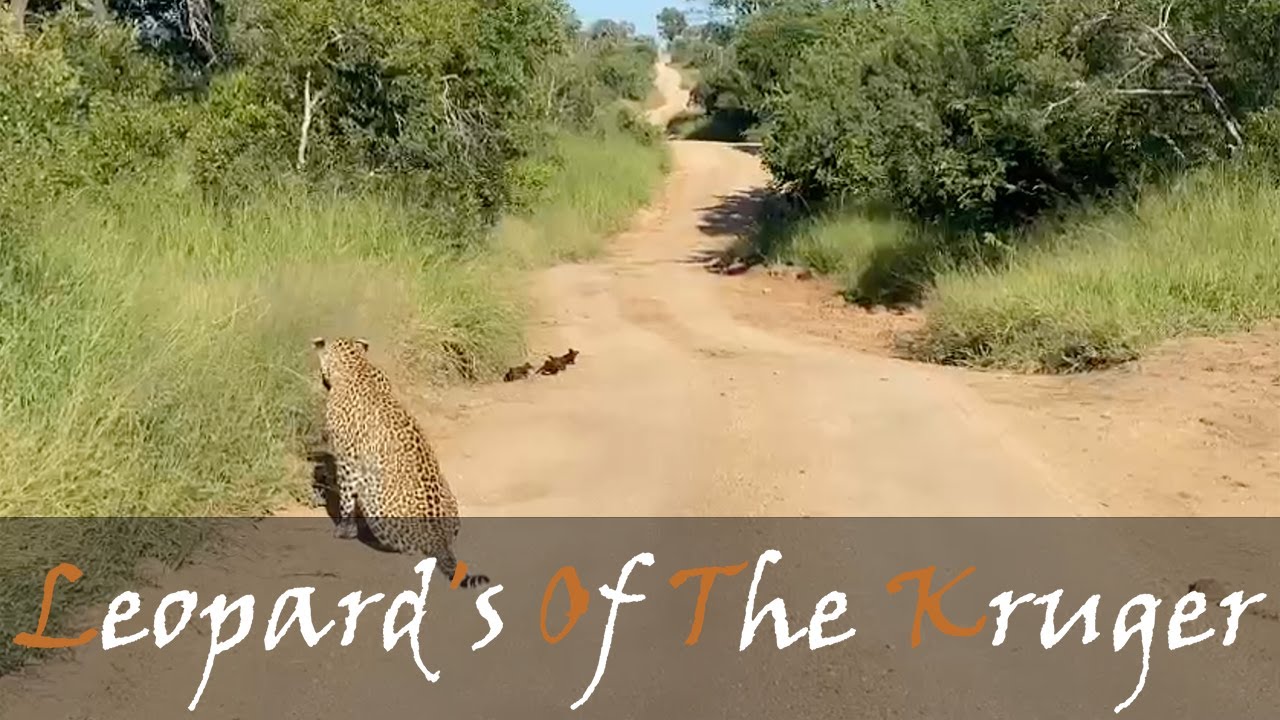 Playful Leopard Vs Dwarf Mongoose Gang - Ulusaba Game Reserve In Sabi ...