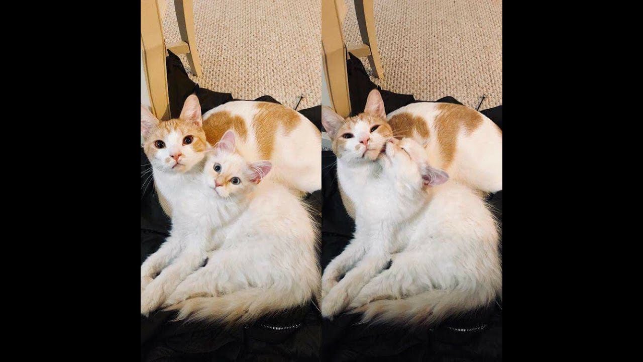 Top : 14 animales siameses - YouTube