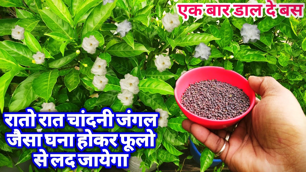 Best Liquid fertilizer double chandni flower plant | how to grow and ...