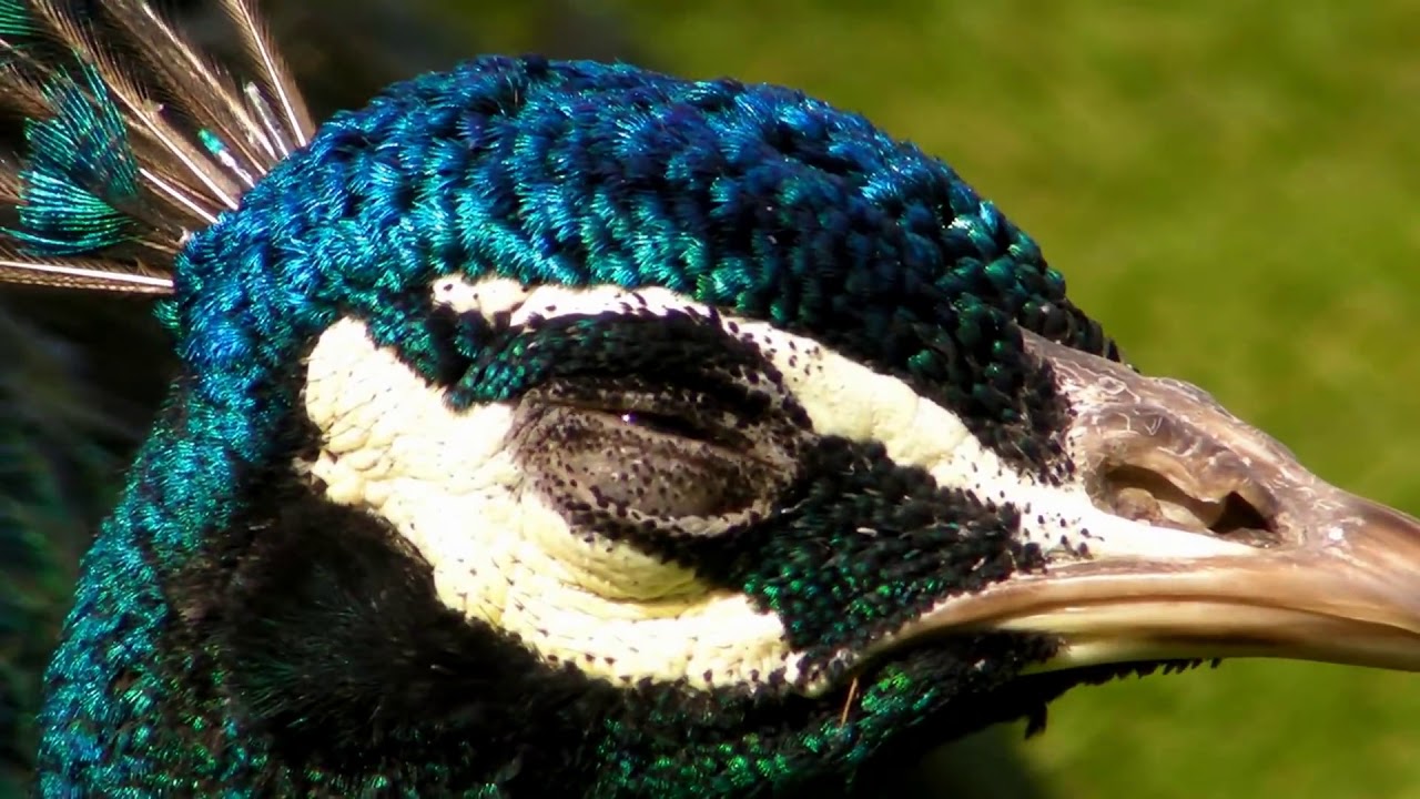 Picock talking & walking nearly looking moments Injoyment - YouTube