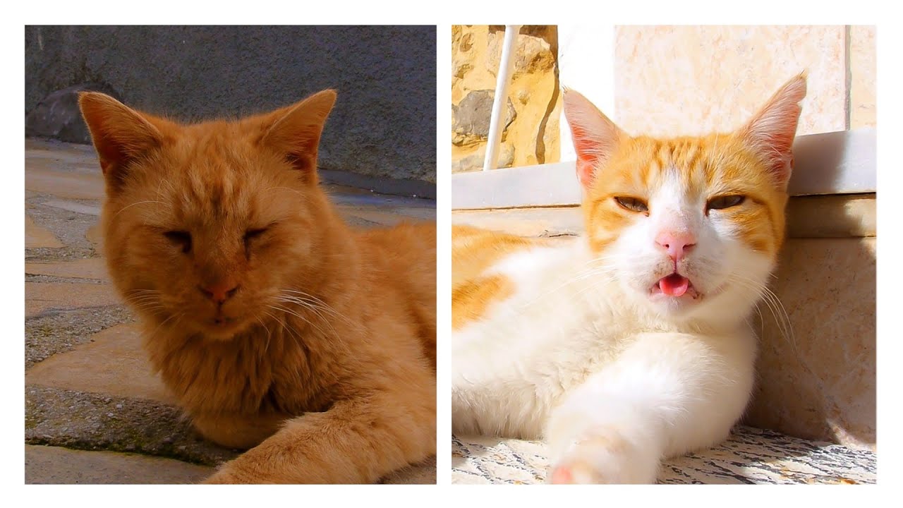 two cretan cats, desert gentle and little vampire, enjoying the morning ...