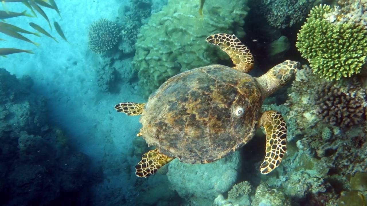 Conservation Success Stories: The Loggerhead Sea Turtle - YouTube