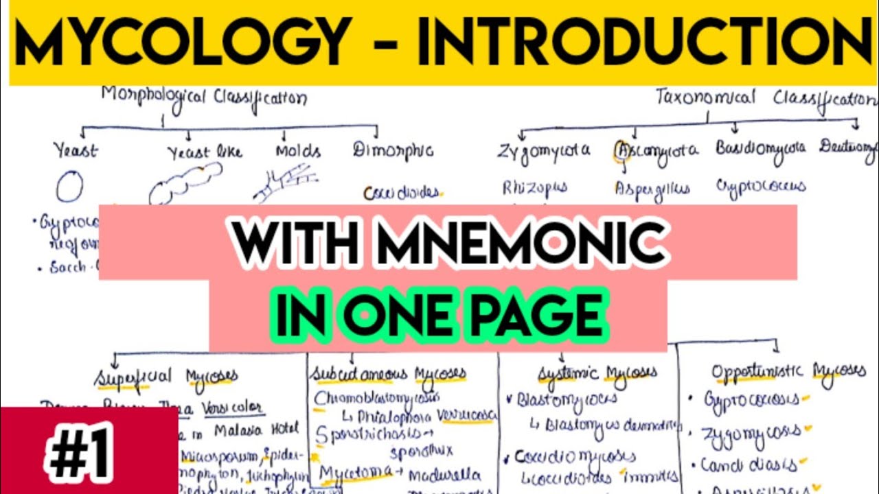 Mycology introduction | Fungi introduction with trick | fungi ...