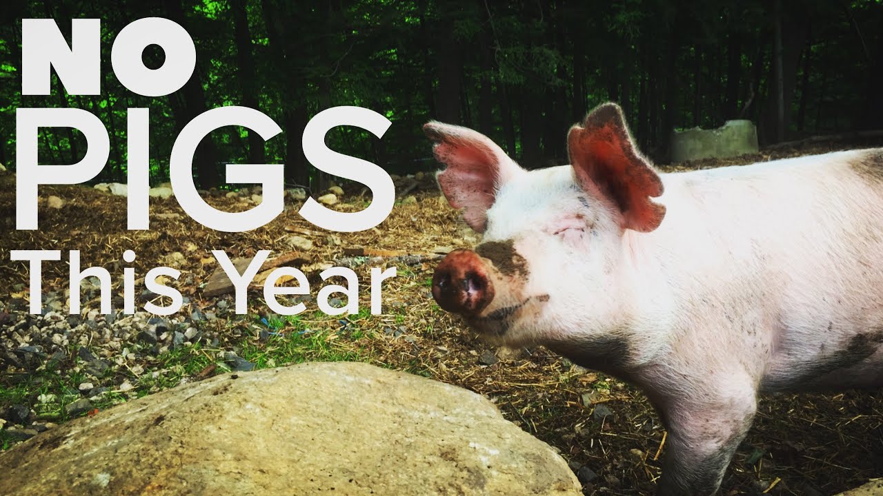 I’m not getting pigs. WHY??? - YouTube