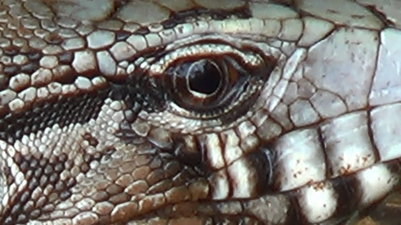 Teiú-Gigante: E Sua Enorme Lígua Bífida! 🦎🐍O Maior Lagarto do Brasil em ...