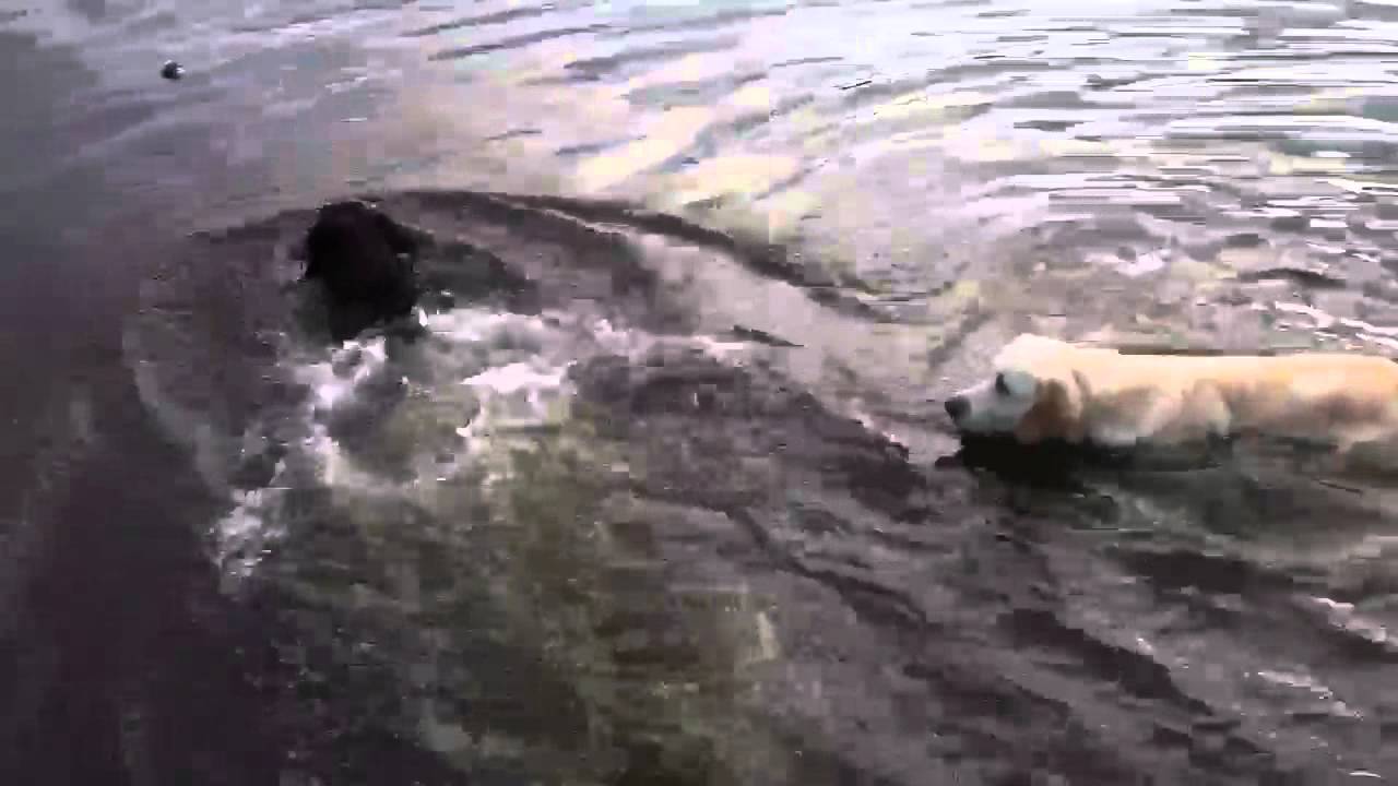 Sam Golden Retriever (1) - YouTube