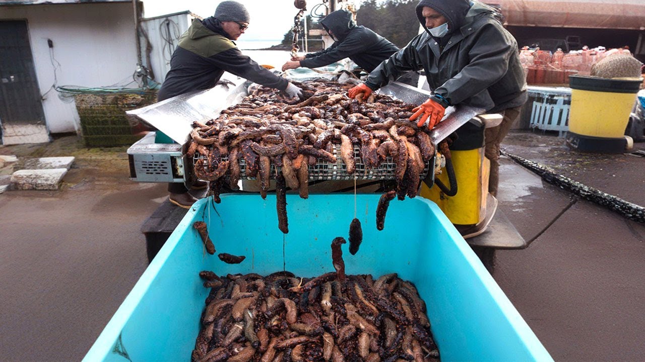 Sea Cucumbers Farm How Fishermen Earn Millions of Dollars by Catching ...