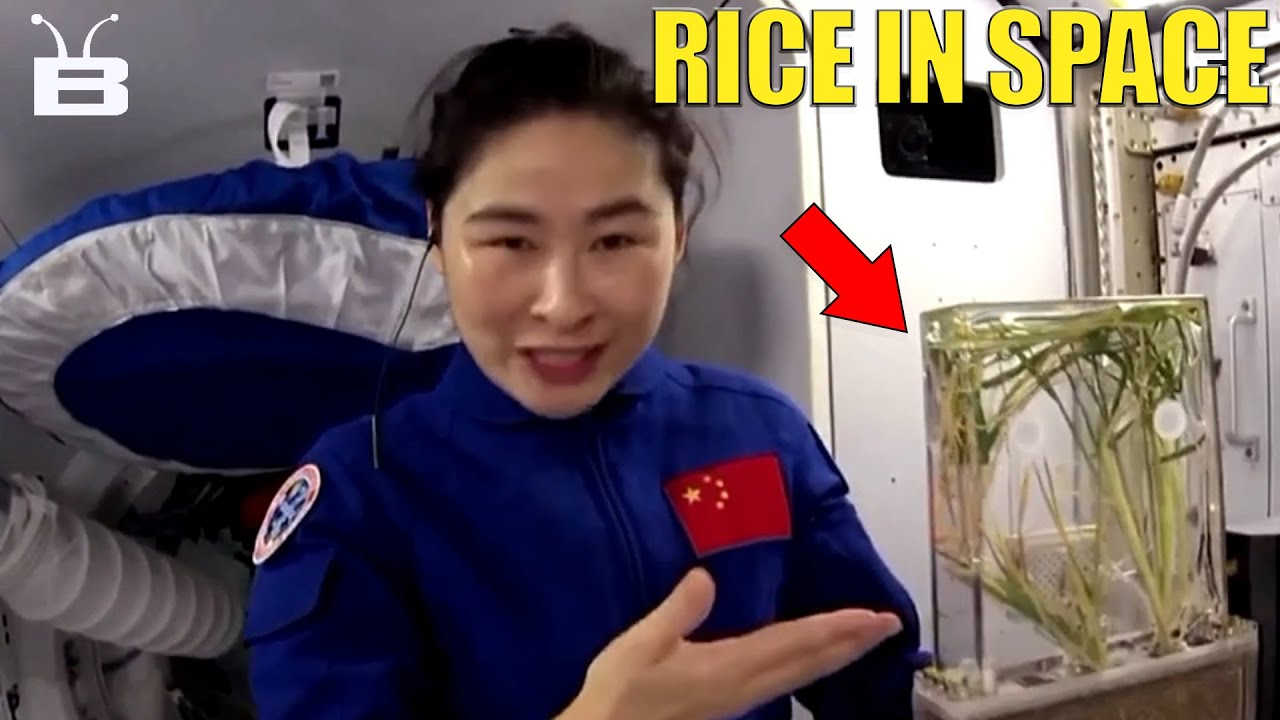 World's First Rice Seeds Harvested onboard China Space Station - YouTube