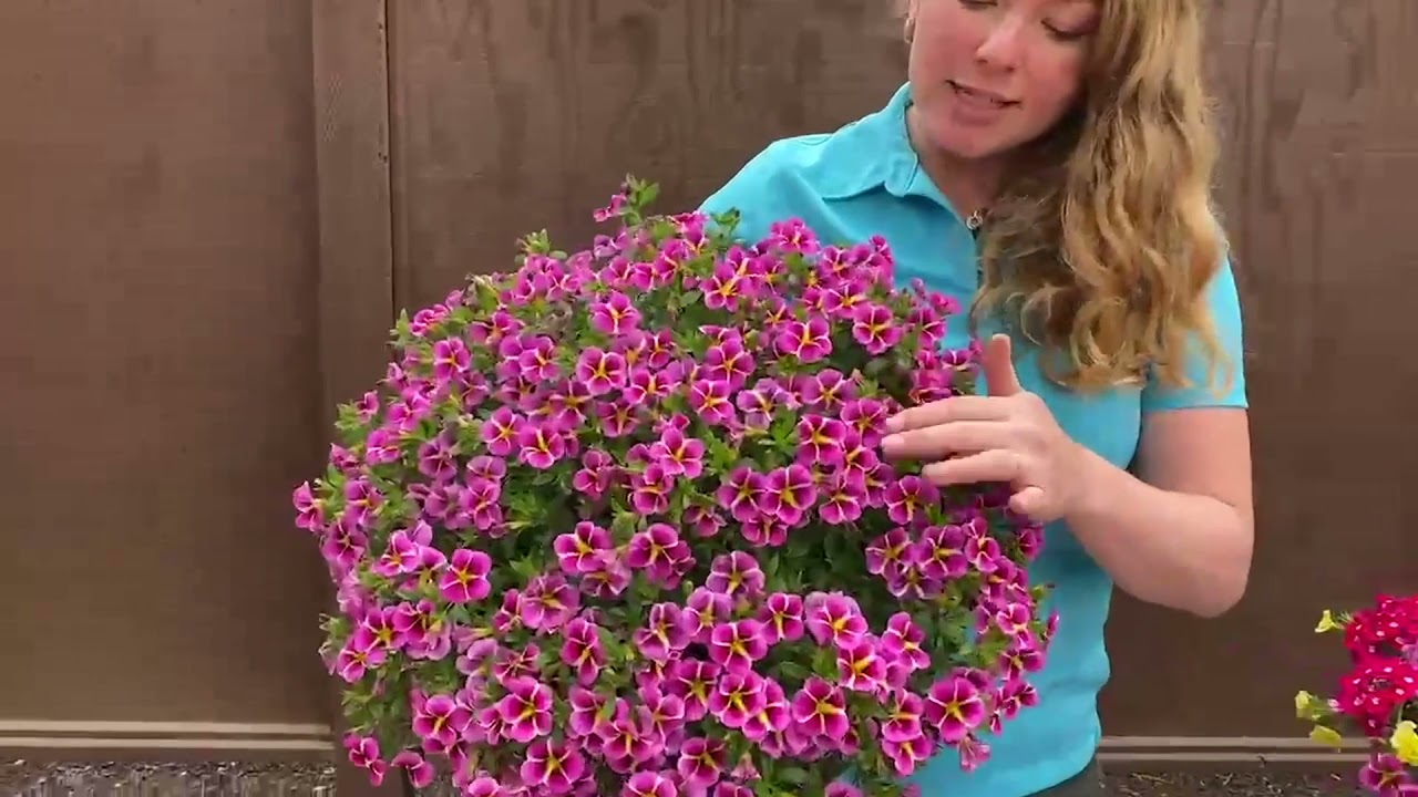 Calibrachoa MiniFamous Neo Pink Hawaii - YouTube