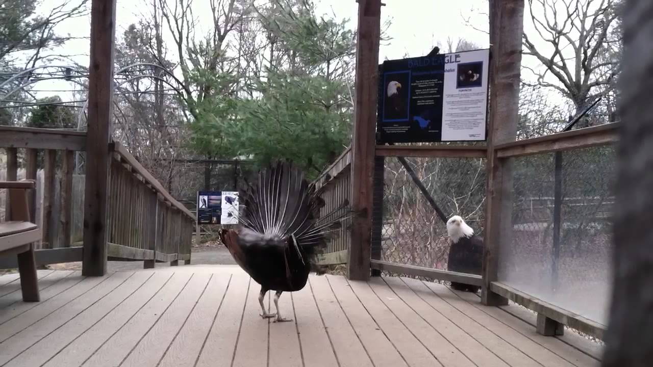 Peacock and bald eagle - YouTube