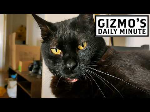 Gizmo is owning the desk - YouTube